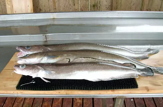 Fisch fachgerecht filetieren lernen